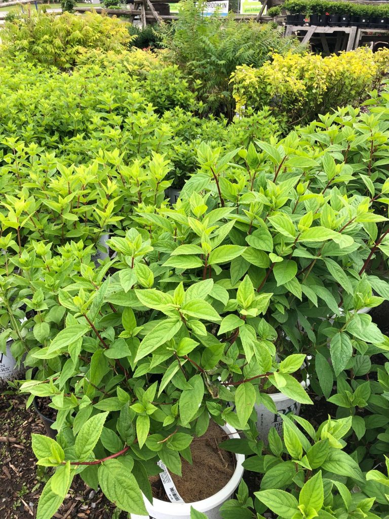 Serviceberry