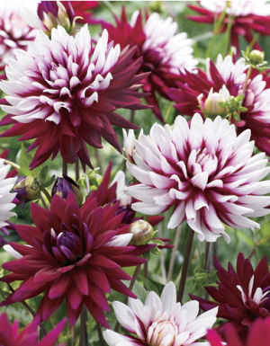 Rebecca’s World Decorative Dahlia